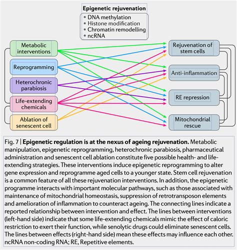 Epigenetic Reprogramming — Age Regressioncom