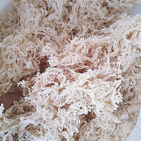 Jual Rumput Laut Kering 1kg Untuk Es Campur Sup Buah Shopee Indonesia