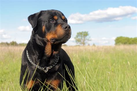 100 Badass Dog Names Tough Herculean Tenacious And Powerful Names My