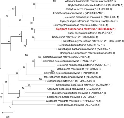 a maximum likelihood phylogenetic tree based on a multiple alignment of