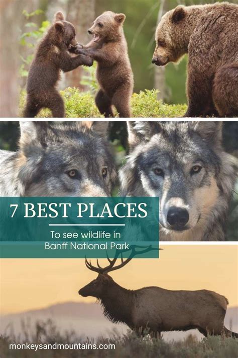7 Best Places To See Wildlife In Banff National Park Artofit
