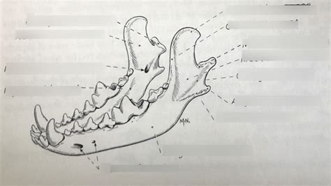 Ansc 297v Anatomy Lab Vet Techs Mandible Diagram Diagram Quizlet