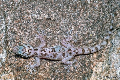 Peninsular Leaf Toed Gecko Phyllodactylus Nocticolus