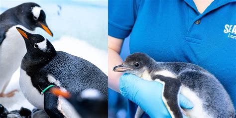 Same Sex Penguin Couple Adopt Their First Chick At London Aquarium