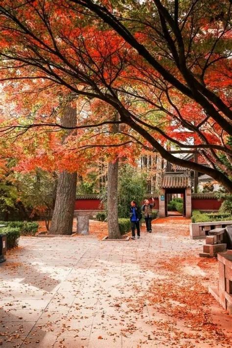 攝影 初冬時節走進青島嶗山太清宮 每日頭條
