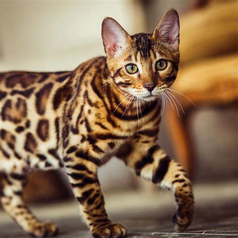 Chat Bengal Brun