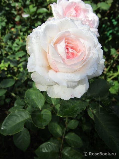 Галерея Olivia Rose Austin AUSmixture Энциклопедия роз