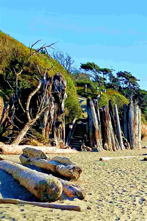 The Tree Of Life Washington State A Complete Guide