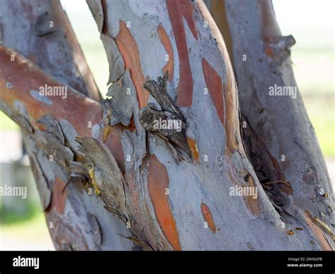 Tree Trunk Texture Stock Photo Alamy