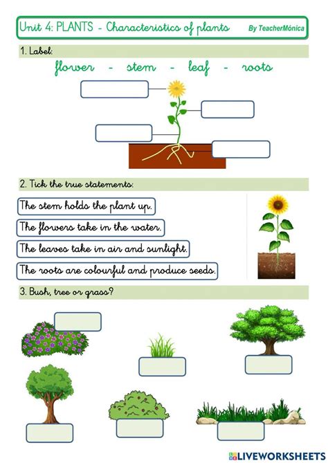 Plants And Their Parts Worksheet Artofit