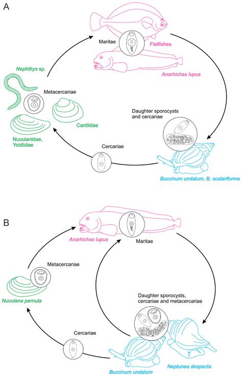 No Tail No Fail Life Cycles Of The Zoogonidae Digenea