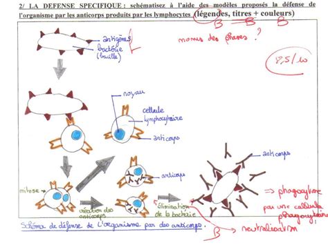 SchÃ©ma Dun Anticorps