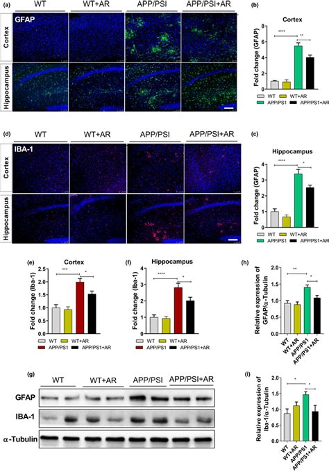 Ar Significantly Reduced Neuroinflammation In App Ps1 Mice A