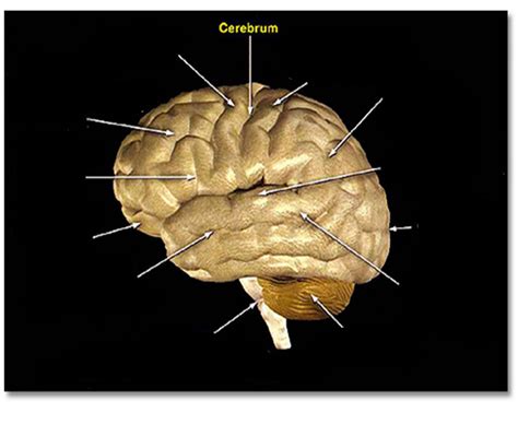 Areas Of Cerebrum Powerpoint Week Lect Terminology Diagram Quizlet