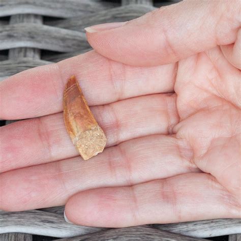 Dromaeosaur Raptor Tooth — Fossil Soup