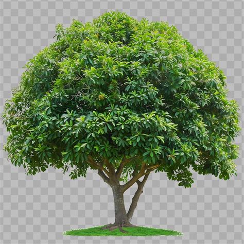 Premium Psd Jatoba Tree With A Dense Round Canopy Large Tree Growing