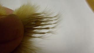 Chicken Chat Help Me Wing Sex My Chicks