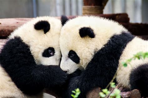 What Is A Group Of Pandas Called A Z Animals