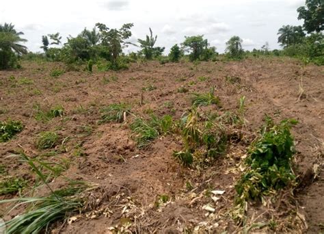 Maize Intercrop With Cassava Farming Agriculture Nigeria