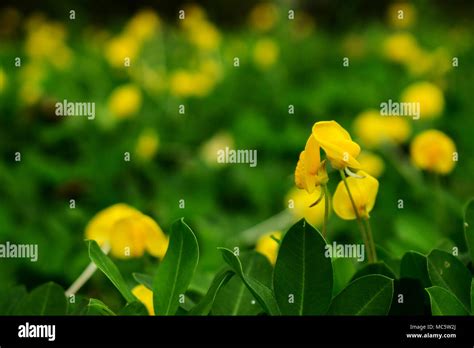 Pinto Bean Plant Flower