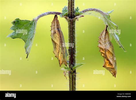 Small Tortoiseshell Aglais Urticae Butterfly Chrysalis Pair Hoogeloon Noord Brabant