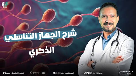18شرح التكاثر في الانسان الجهاز التناسلي الذكري Youtube