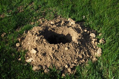 Groundhog Burrow