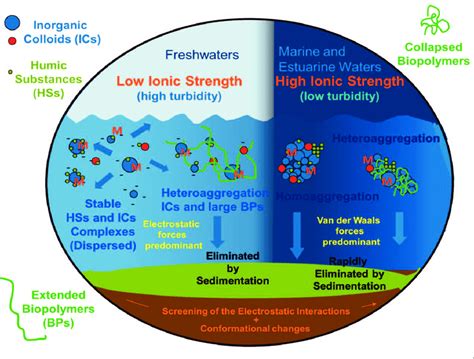 Major Colloidal Interactions And Aggregation Processes Relevant In Download Scientific Diagram