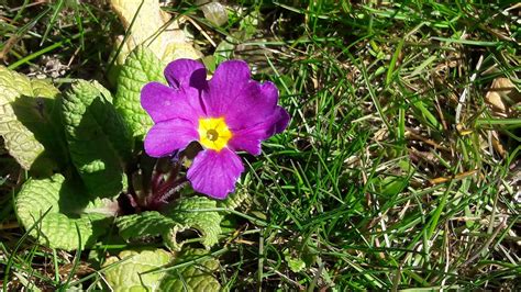 Primula Vulgar Prímula Foto Gratuita No Pixabay Pixabay