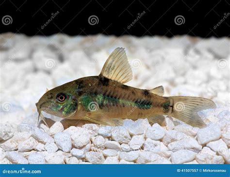 Pepper Cory Corydoras Paleatus Catfish Stock Image Image Of Close