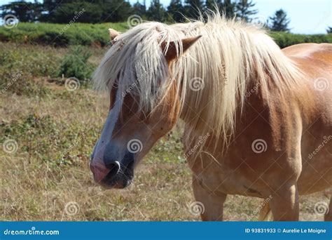 Haflinger Pony In A Field Stock Image Image Of Fence 93831933