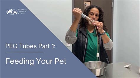 How To Do A Peg Tube Feeding With Your Dog Or Cat Veterinary