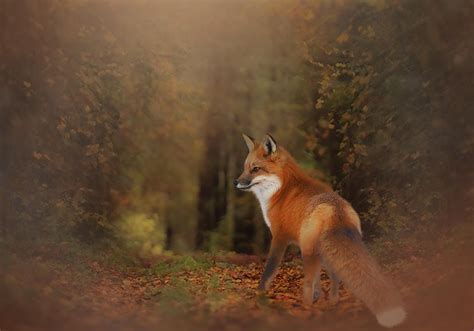 Download Fox Forest Fantasy Royalty Free Stock Illustration Image Pixabay
