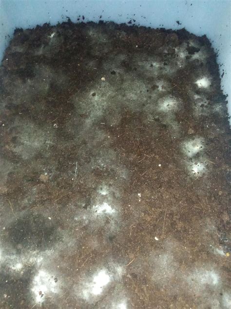 Why Wont My Substrate Get Fully Colonized Rmushroomgrowers