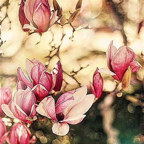 Pin By The Chronicles Of Farnia On Farnia