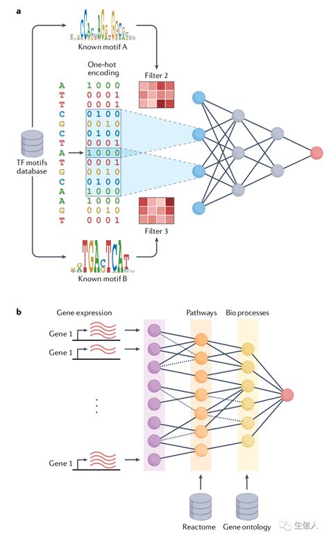 Nature 综述：基于深度学习研究遗传学的可解释性 Py学习