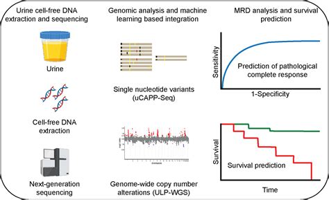 Urine Cell Free Dna Multi Omics To Detect Mrd And Predict Survival In Bladder Cancer Patients