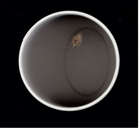 Scanned Bug Josh Bailey Bugs Scan Glassware