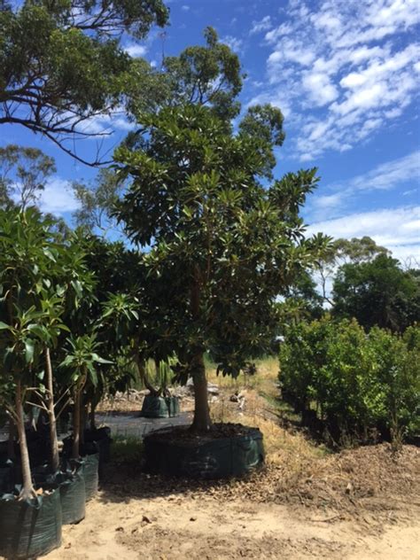 Ficus Macrophylla Andreasens Green