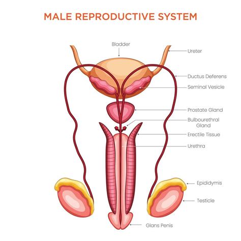 Overview Of The Male Reproductive System Structure Function And Key
