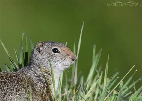 Uinta Ground Squirrel With A Silky Green Background Mia Mcphersons