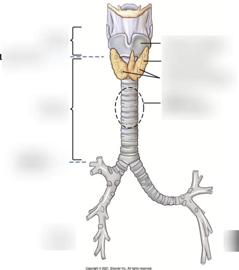 Trachea Labeling Diagram Quizlet