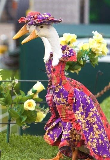 11 Fashionable Ducks Strutting The Runway In Couture Duck Nature