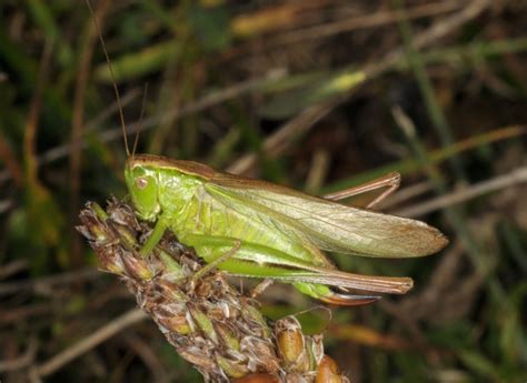 European Locusts And Their Ecology Metrioptera Bicolor
