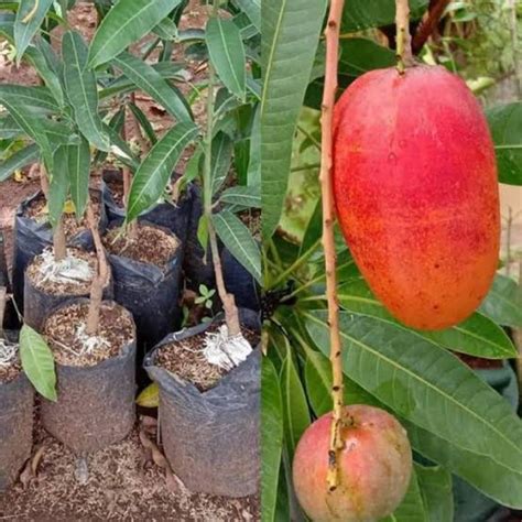 Jual Bibit Tanaman Mangga King Yuen Super Original Shopee Indonesia