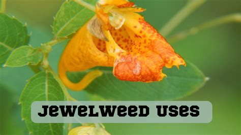 Jewelweed Poison Ivys Arch Nemesis ~ Healthprimitive