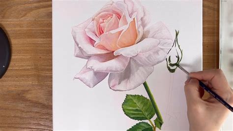 분홍장미 그리는방법 느린버전 Youtube