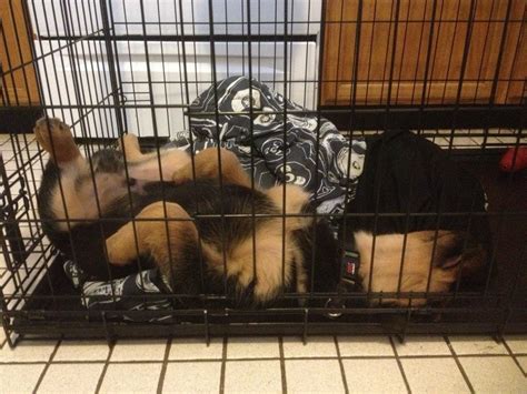 Here Is Zeus He Does What He Wants Slept Like This For A Hour Raww