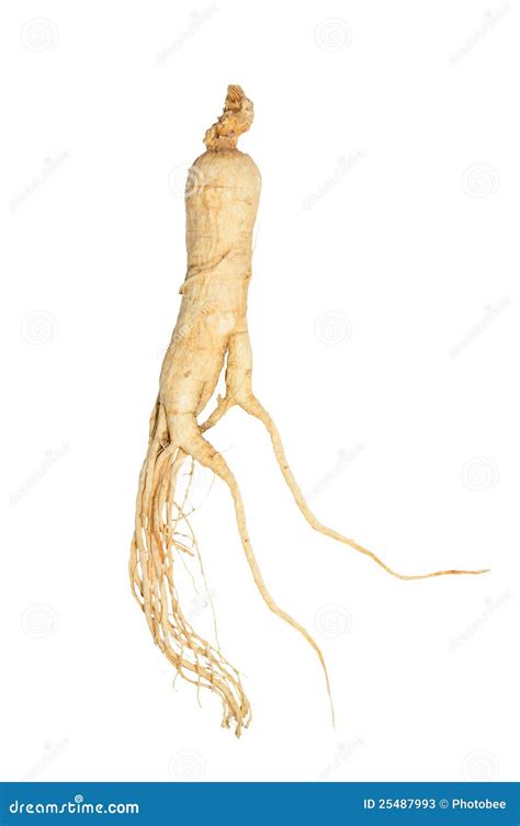 Panax Stock Image Image Of Background Herbal Korean 25487993
