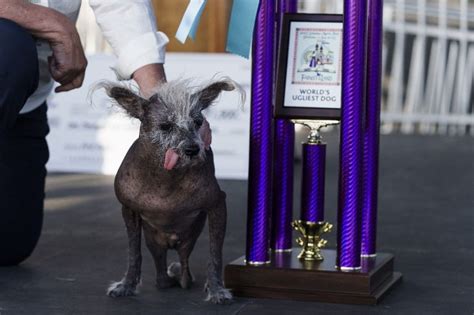 Chinese Crested Named Scooter Is New Worlds Ugliest Dog